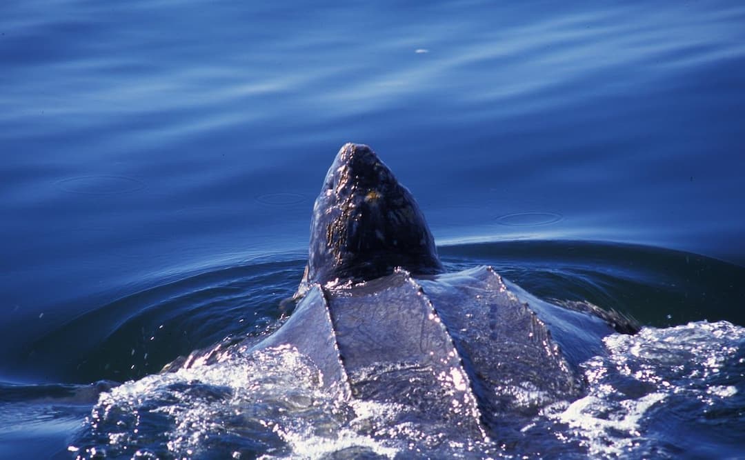 Sea Turtle SAFE - Educational Resources - Sea Turtle SAFE